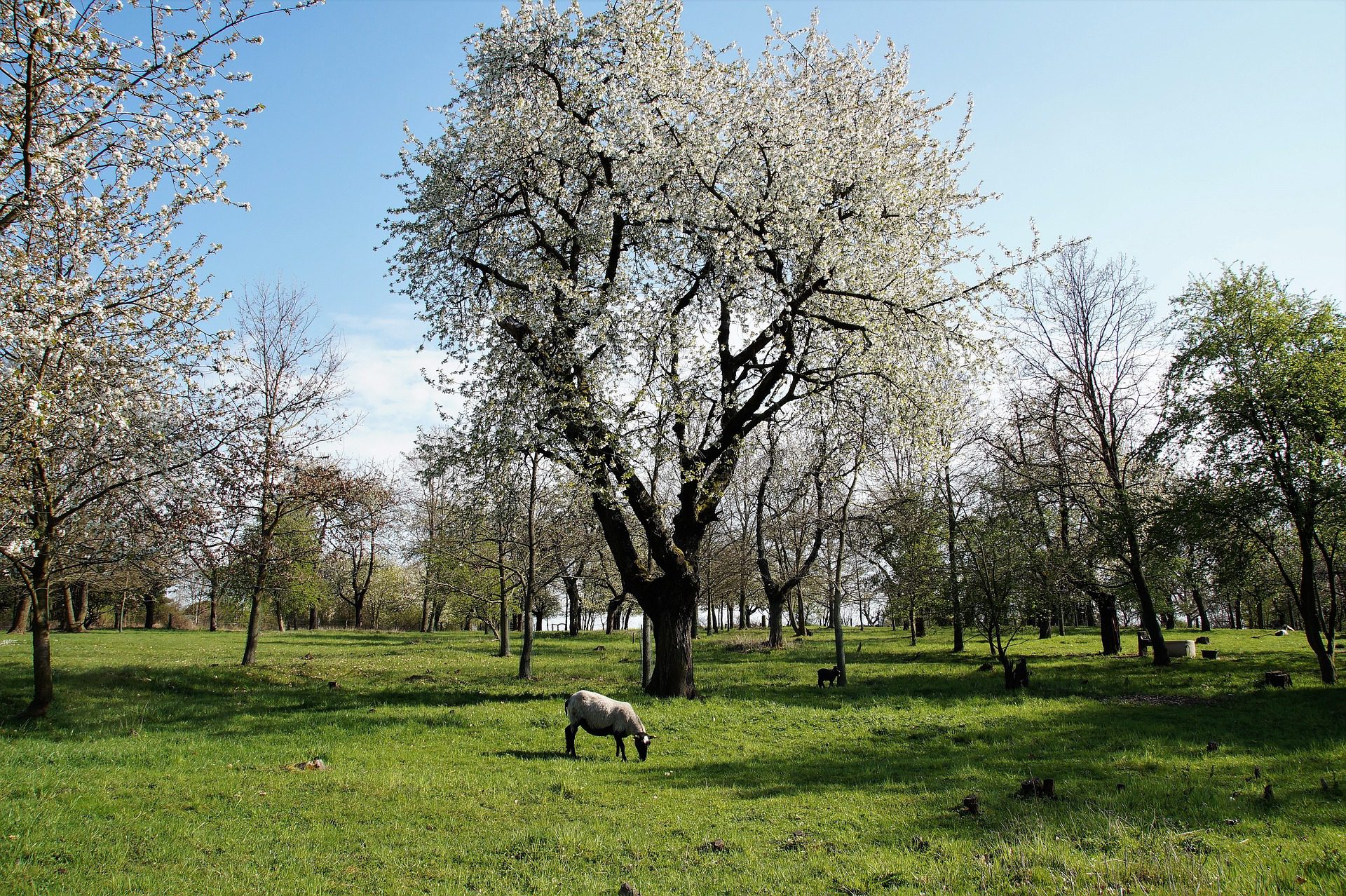 Benefits and barriers of farming with trees | ClimateXChange