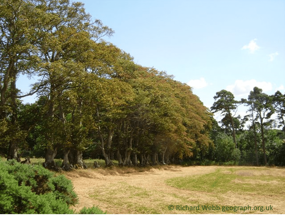Drought risk in Scottish forests | ClimateXChange